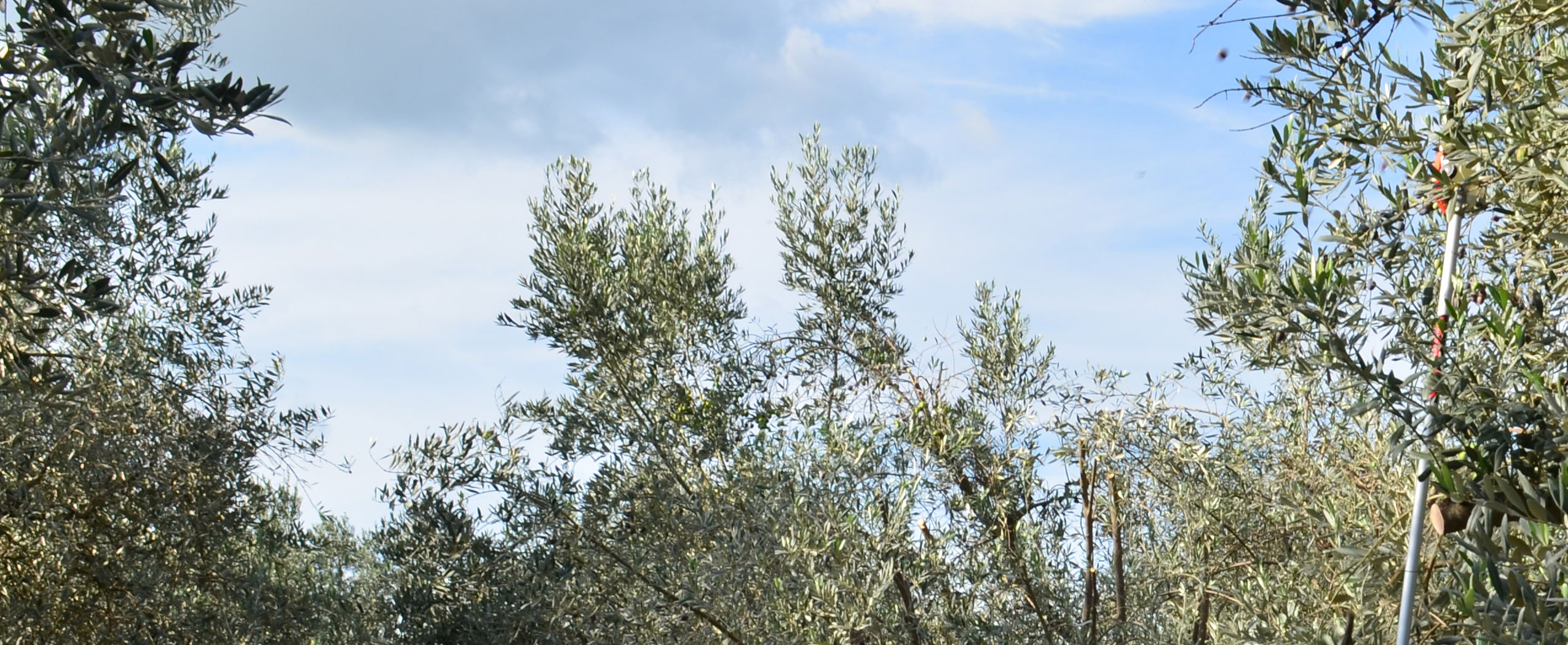 Όλα όσα πρέπει να γνωρίζετε για τον ΕΛΓΑ