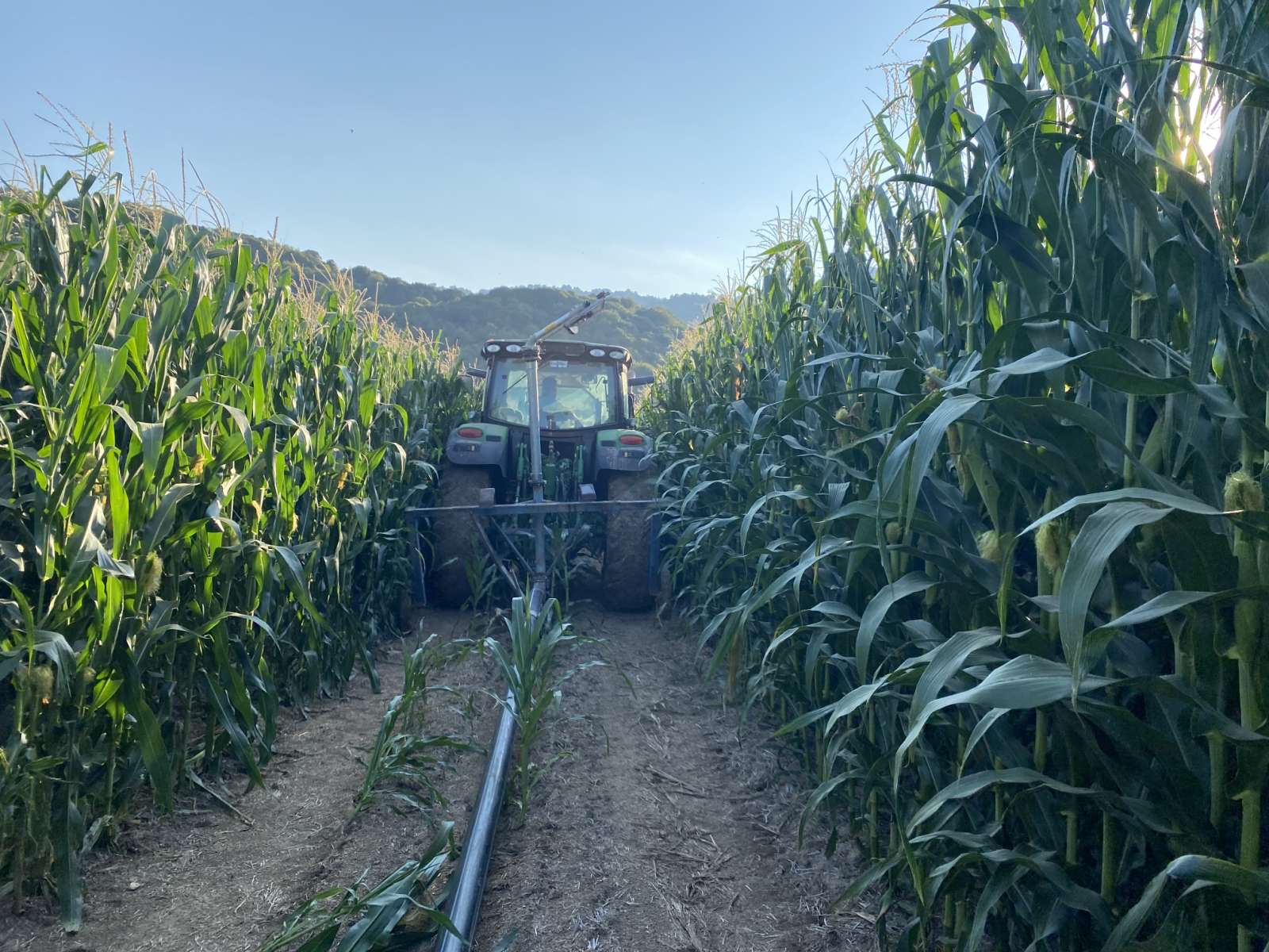 Tα πάντα για την καλλιέργεια του καλαμποκιού