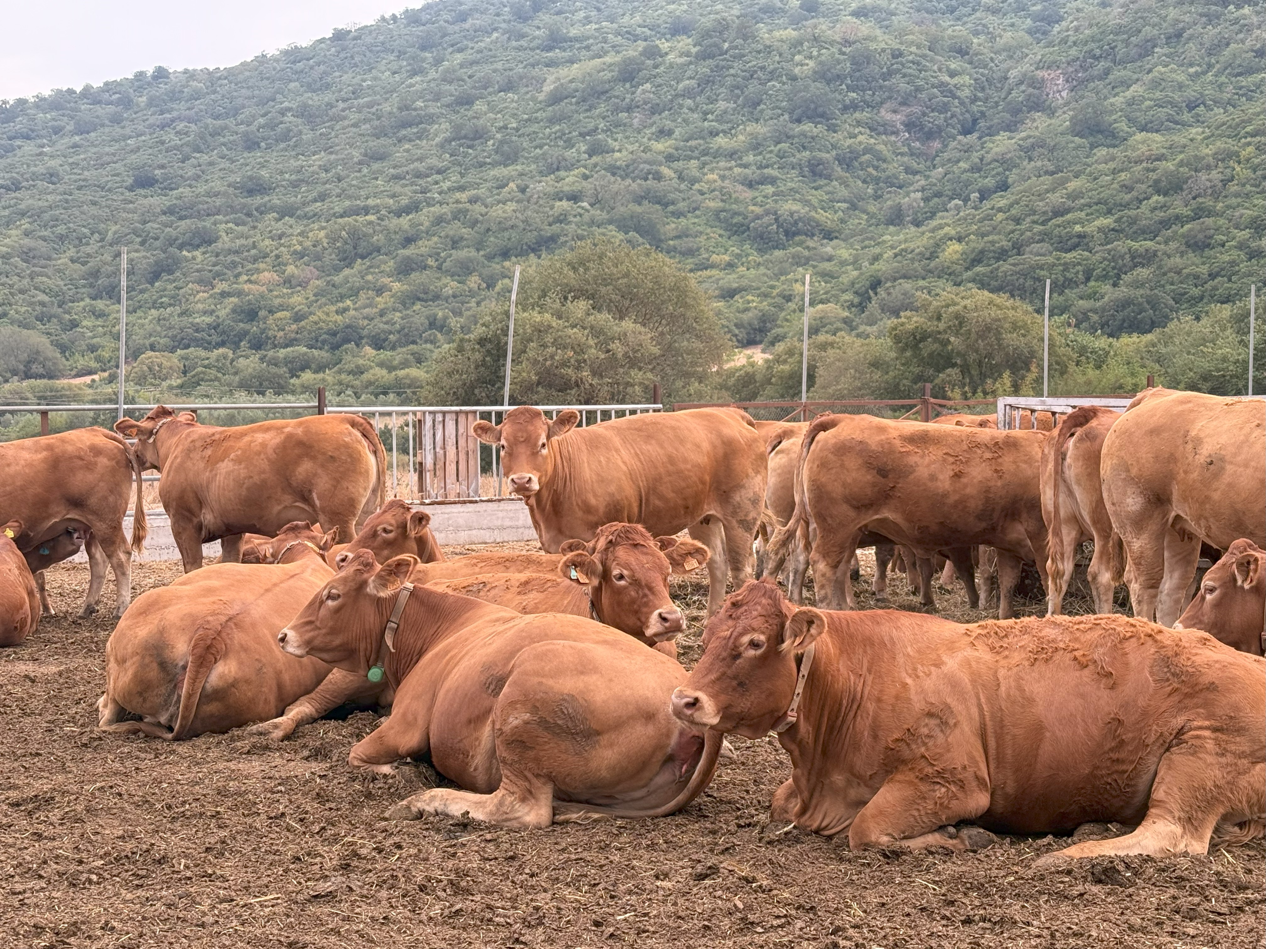 Ασφαλιστική Ικανότητα τέκνων άνω των 18 ετών